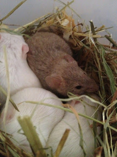 ReptinerReptiles: Cria ratones
